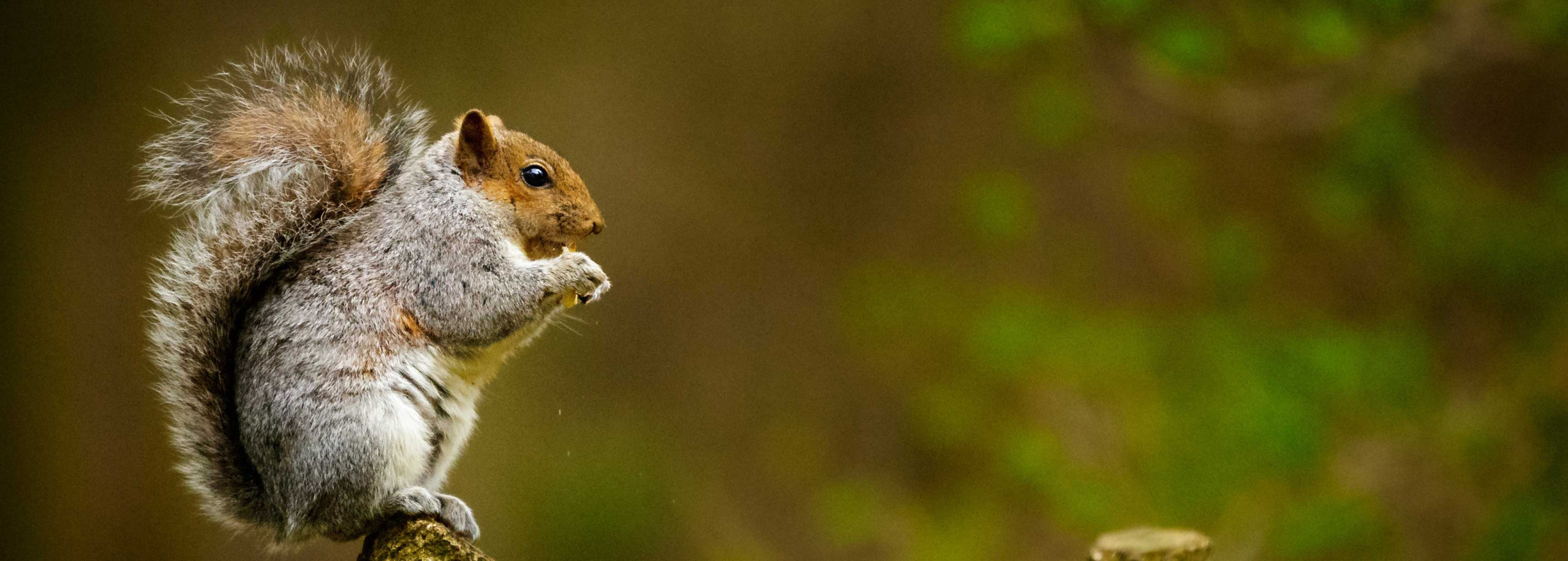 Squirrel Removal - Go Pro Wildlife Removal