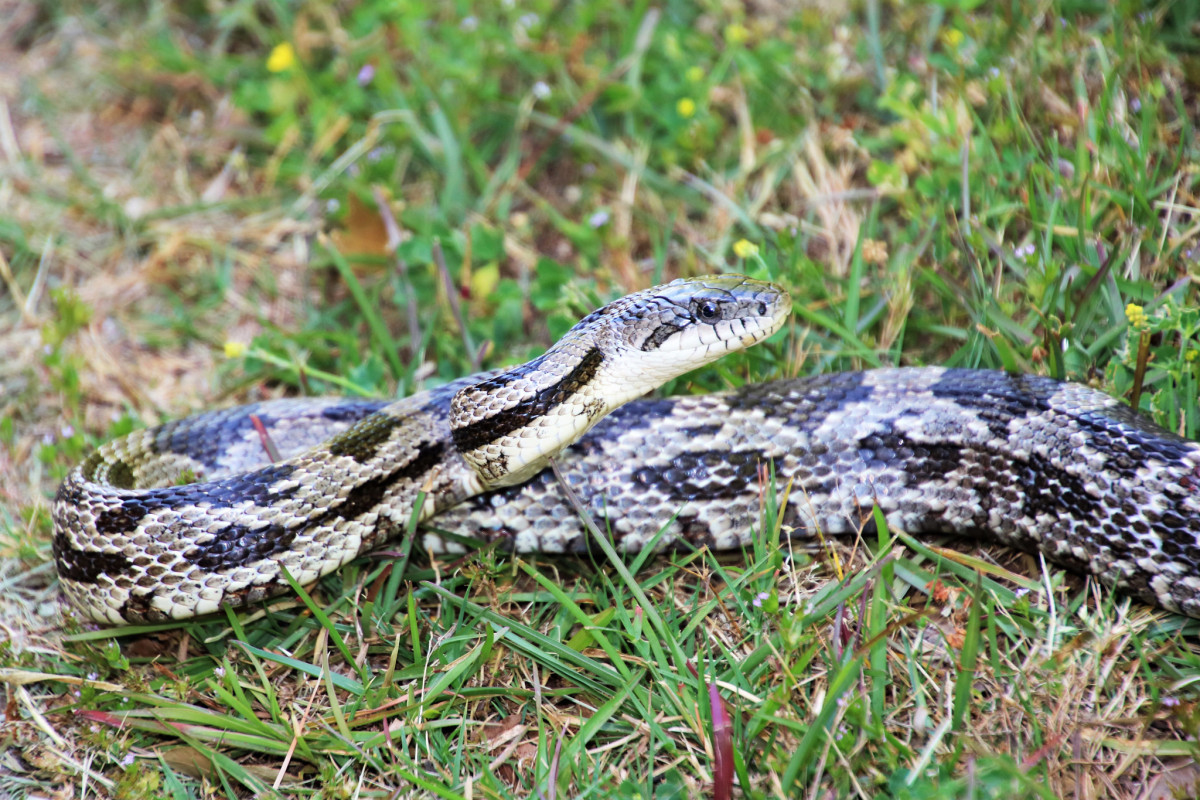 Wildlife Identification Guide: Top 5 Non-Venomous Snakes That Live in ...