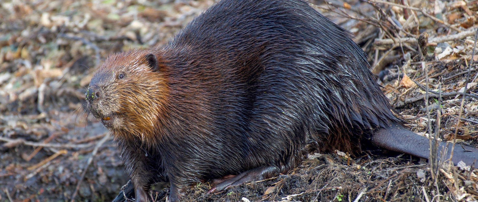 Beaver Solutions - Go Pro Wildlife Removal