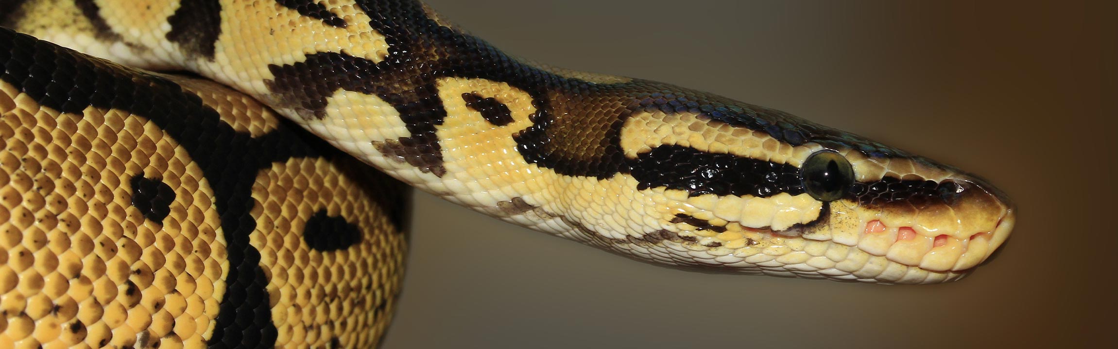 Snake Removal - Go Pro Wildlife Removal