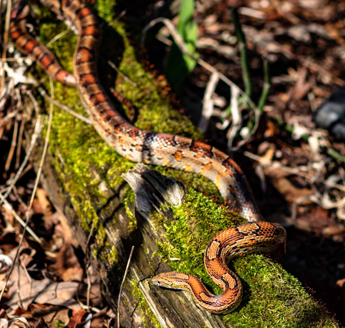 6 More Non-Venomous Snakes in Alabama: ID Guide | Go Pro