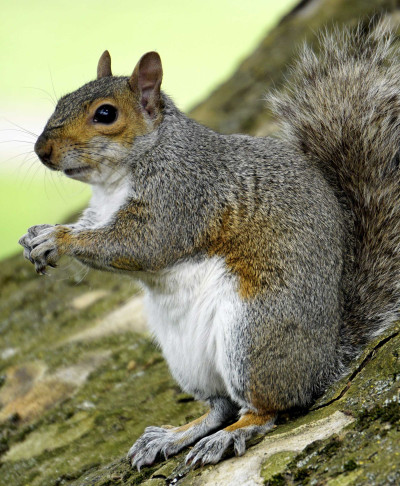 Squirrel Removal - Go Pro Wildlife Removal